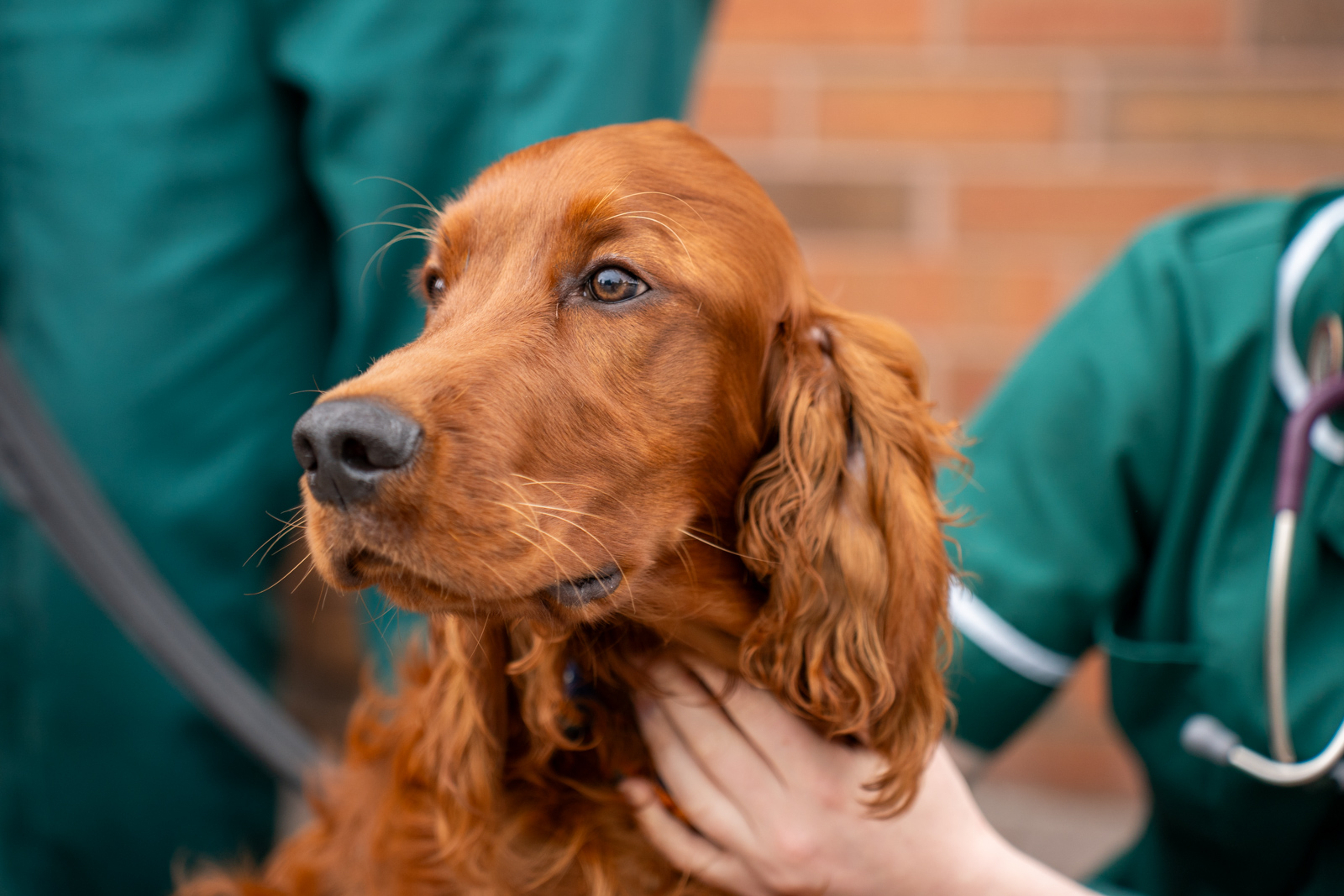 Quality Pet Care in Peterborough & Cambridgeshire | Nene Vets